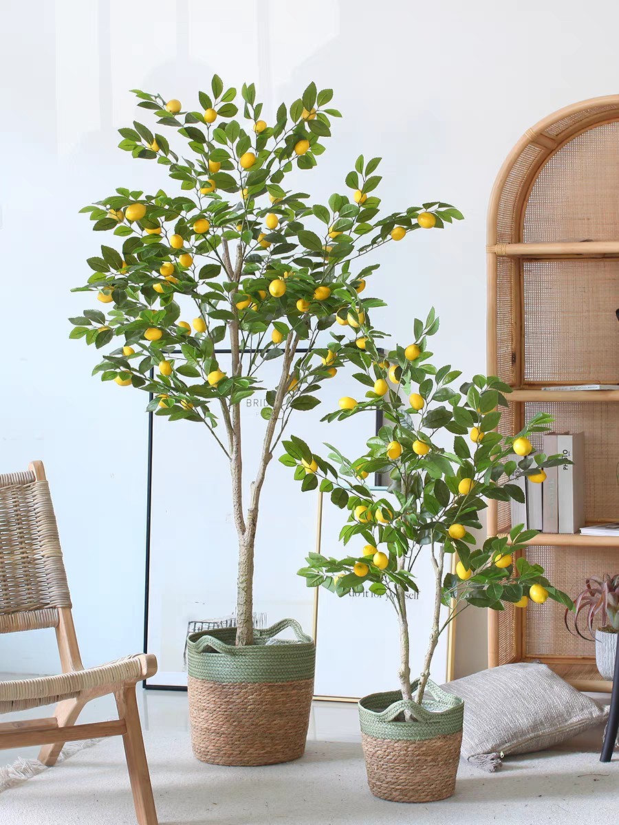 Lemon Trees ต้นเลมอน ต้นไม้มงคล - MyDollsHouse